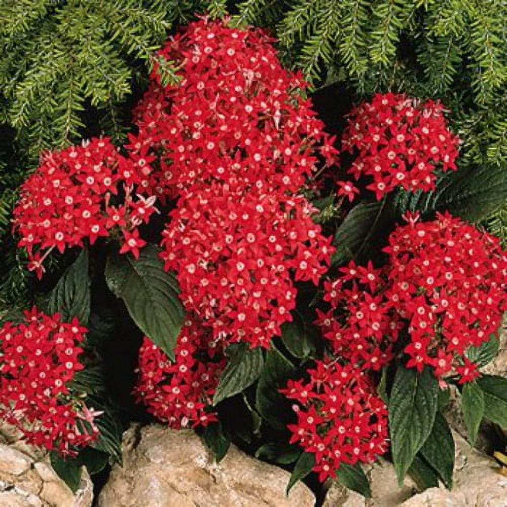 Outsidepride 50 Red Pentas Pentas Lanceeolata Plant Seeds - Walmart.com