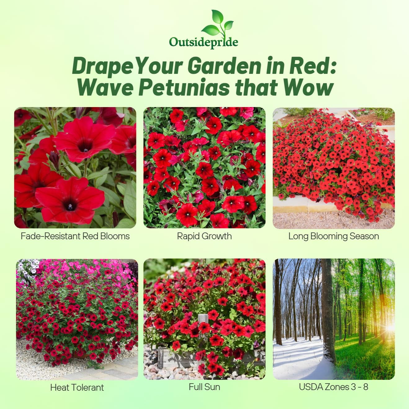 Outsidepride Red Velour AJH3 Tidal Wave Petunia Seeds - 15 Vibrant ...