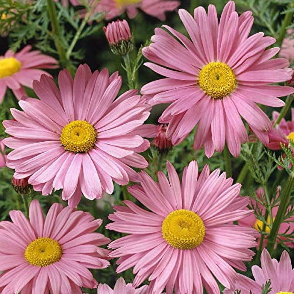 Outsidepride Robinson's Rose Chrysanthemum Seeds - SMR5000 Pcs ...