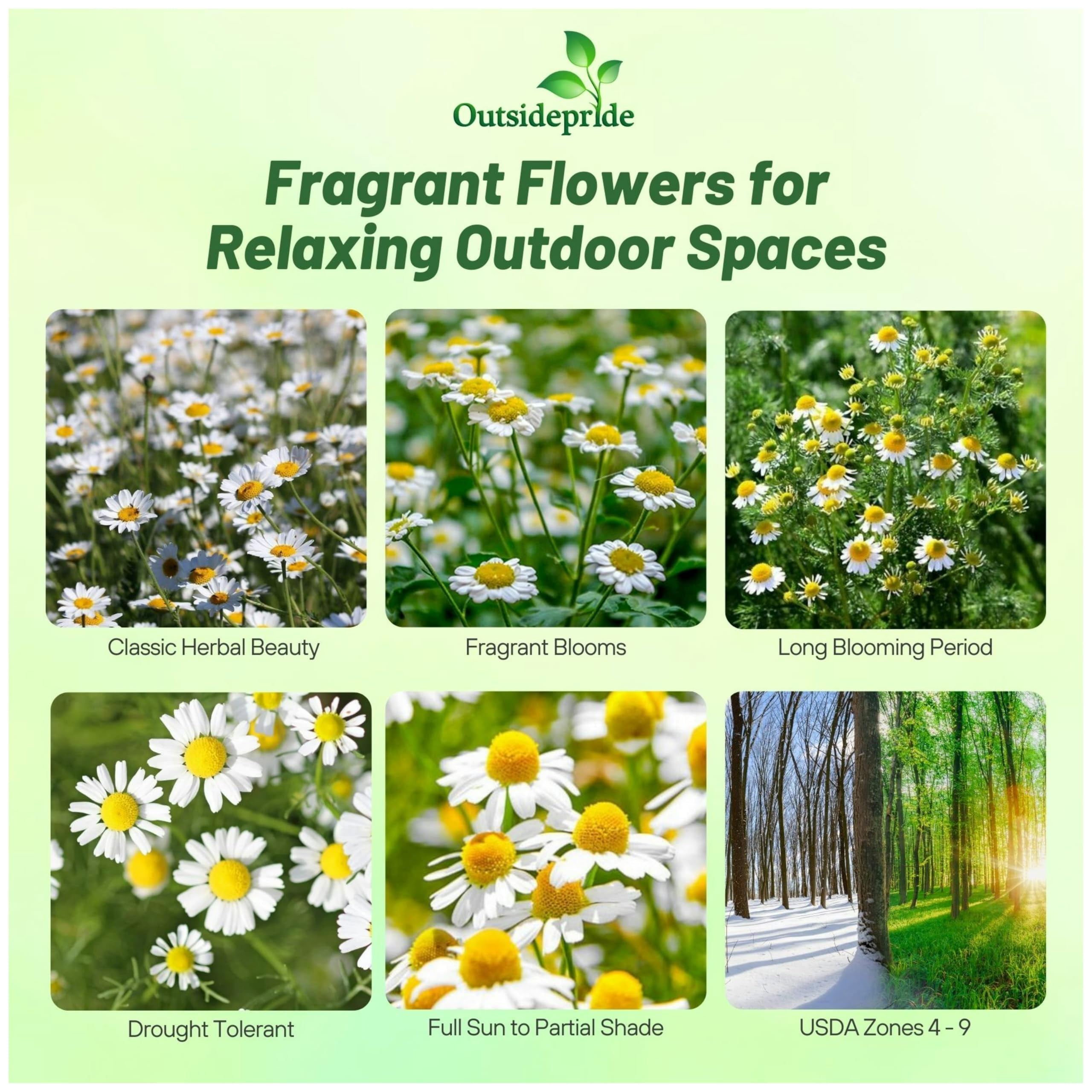 Outsidepride Roman Chamomile Seeds - 50000 Pcs H2FSDPerennial, Drought ...