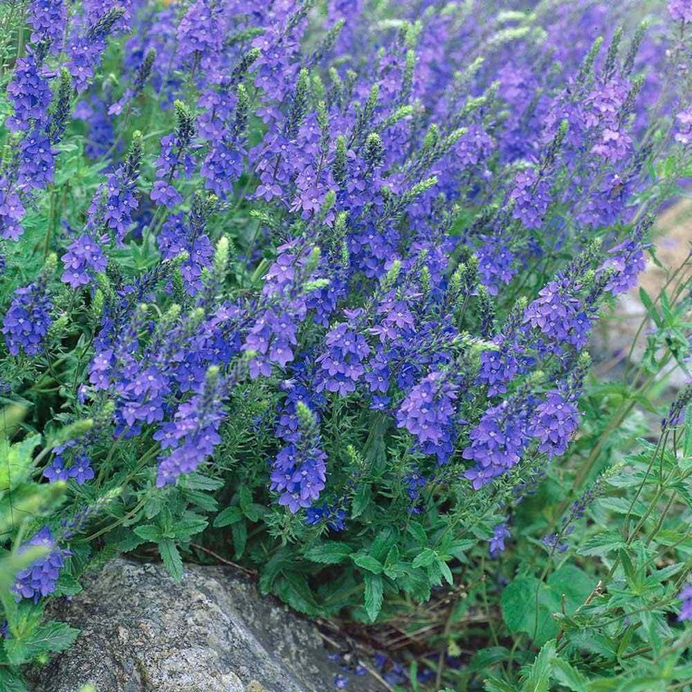 Outsidepride Royal Blue SCH4 Speedwell Veronica Seeds for Planting ...