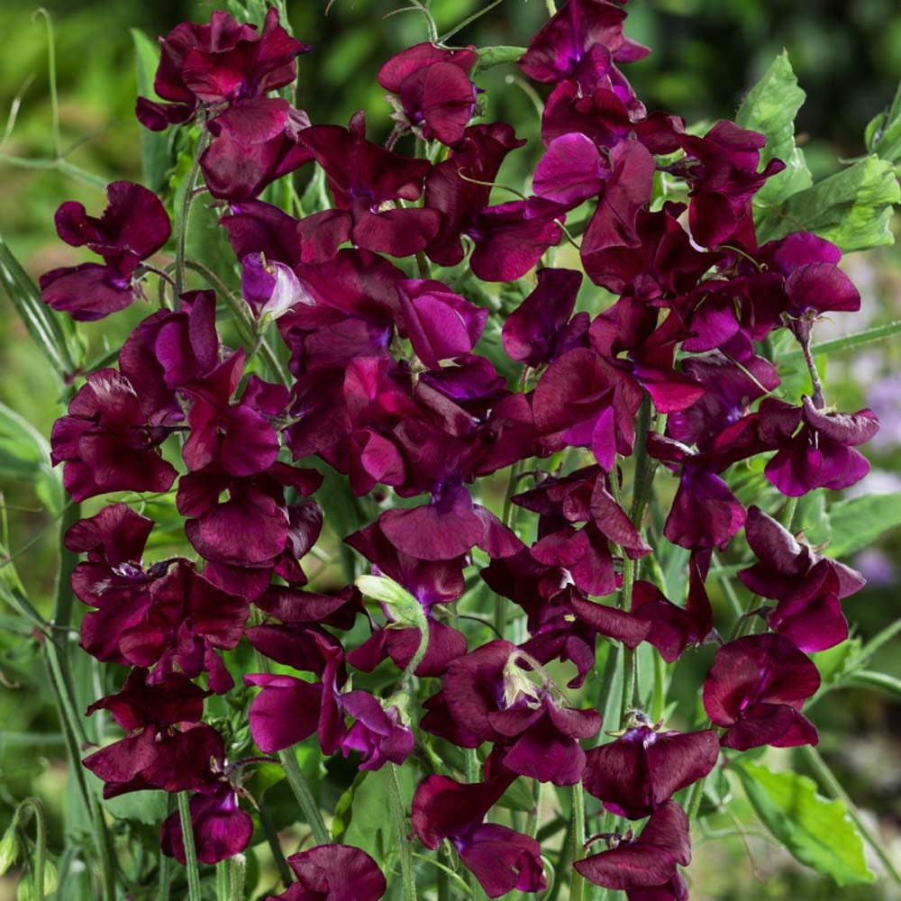 Outsidepride Royal Maroon Sweet Pea Seeds - MHD1250 Pcs Annual, Easy to ...