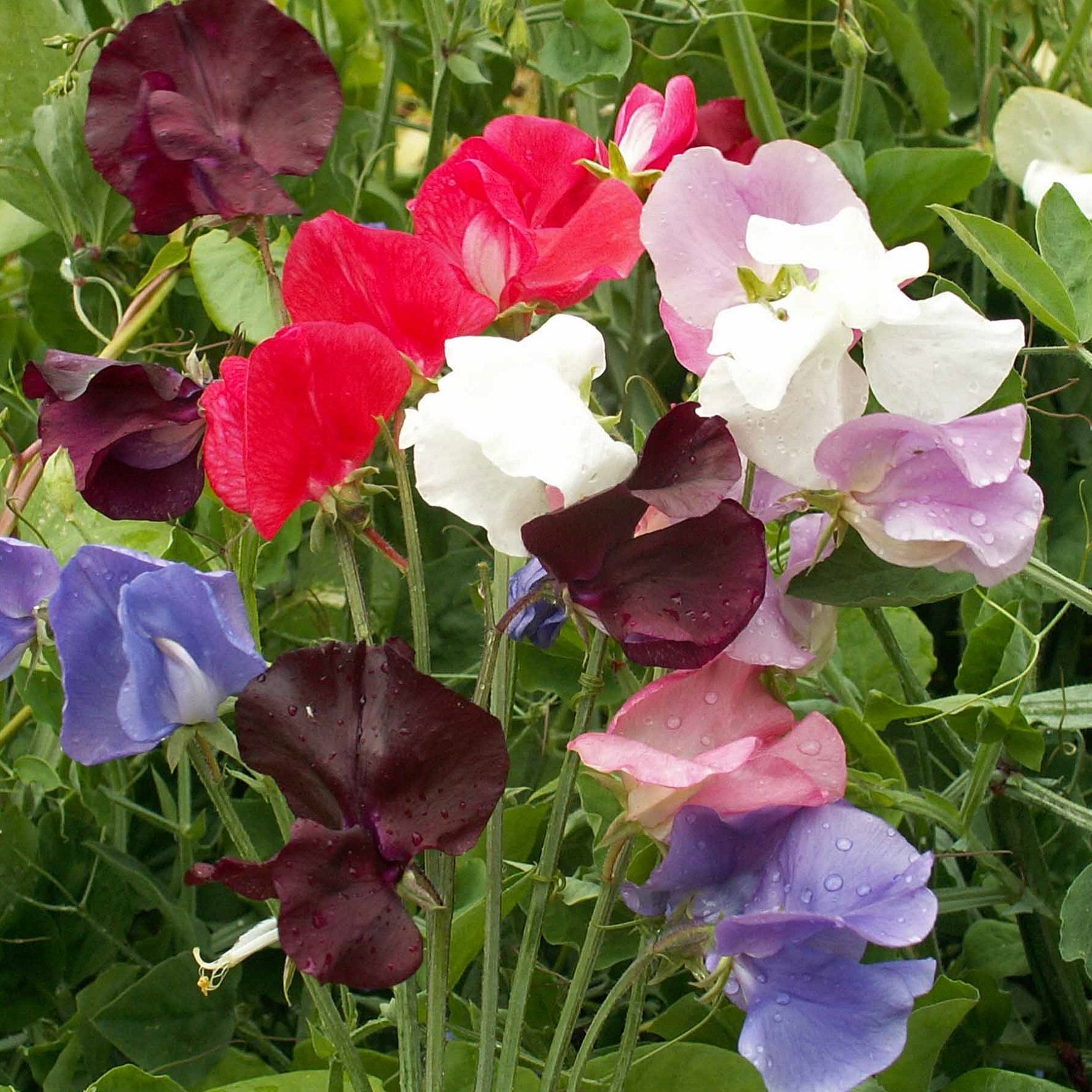 Outsidepride Royal Mix TWE5 Sweet Pea Seeds - 250 Pcs Annual, Easy to ...
