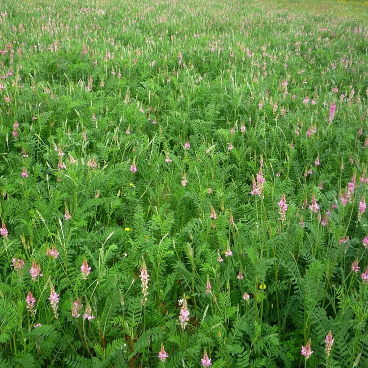 Outsidepride Sainfoin SeedsITSC - 5 lb. Perennial, Drought-Tolerant ...