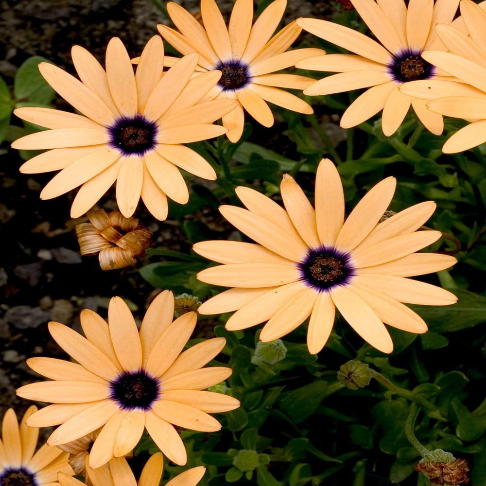 Outsidepride Salmon African Daisy Seeds - 1000 MHD1Pcs. Annual Flower Seeds for Planting ...