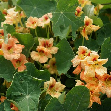 Verbascum Southern Charm Flower Seed Plant Mix - AKA Ornamental Mullein ...