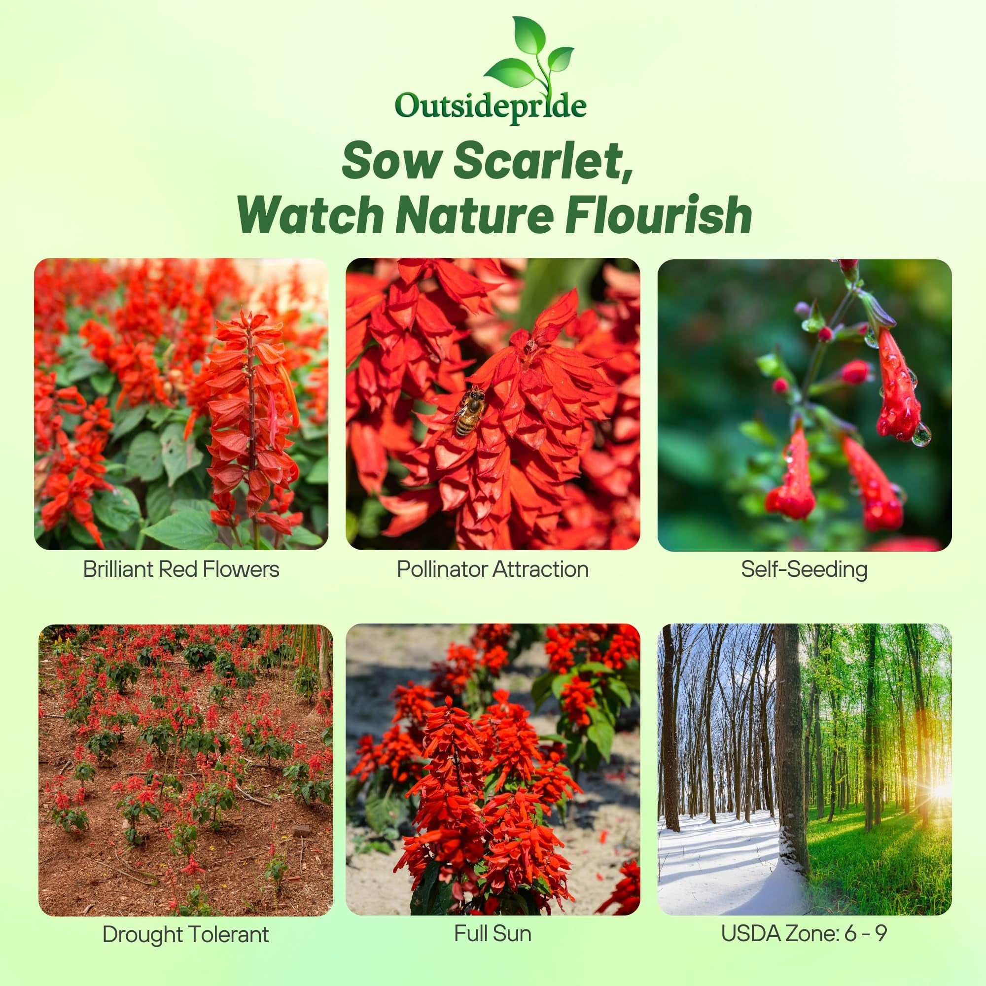 Outsidepride Salvia Coccinea Scarlet Sage Seeds for H2FSDPlanting - Pcs ...