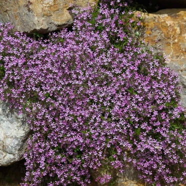 Alstromeria Peruvian Lily Devotion Plant Seed - 20 Seeds - Walmart.com
