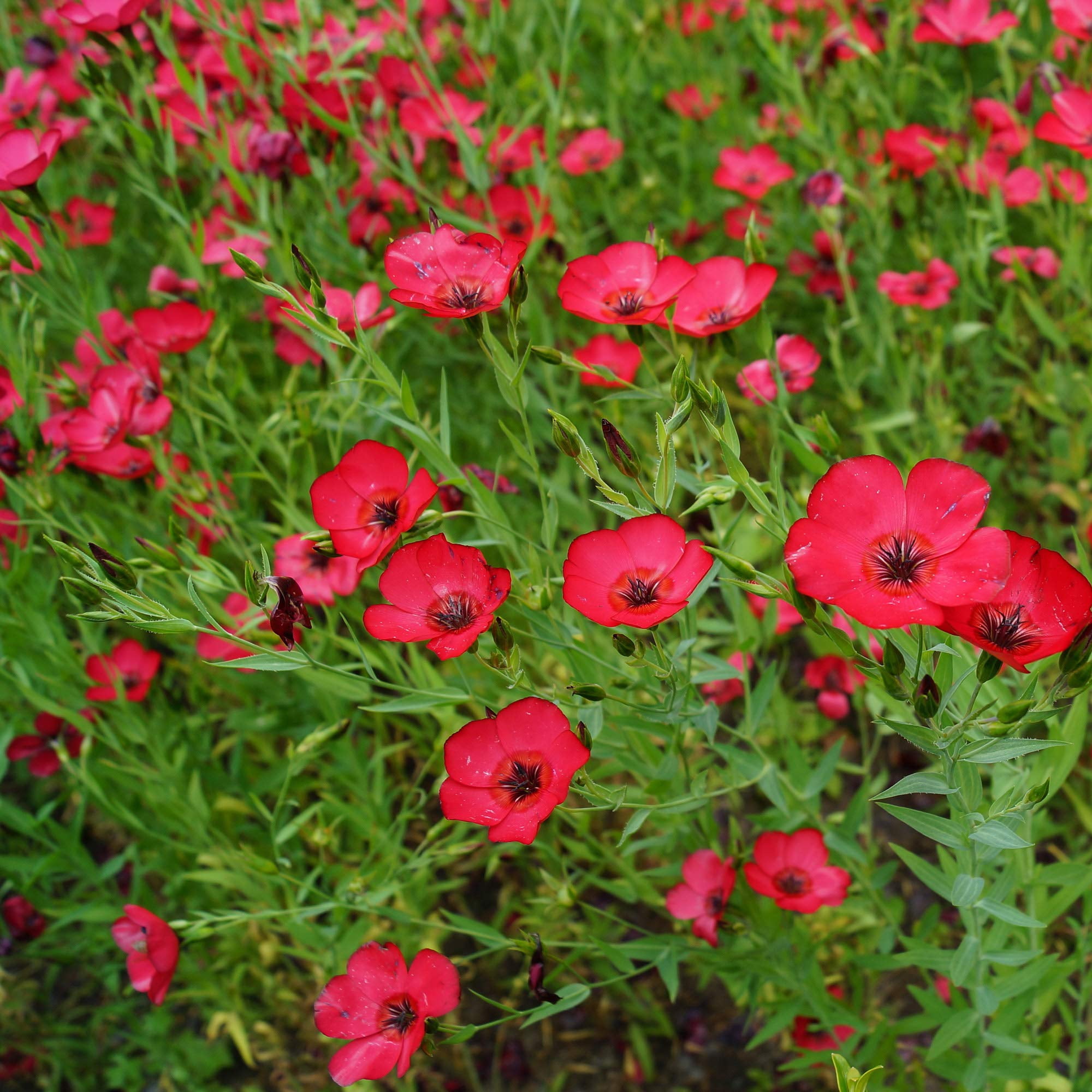 Outsidepride Scarlet Flax Seeds - 5000 NSD3 Pcs Annual Flower Seeds for ...