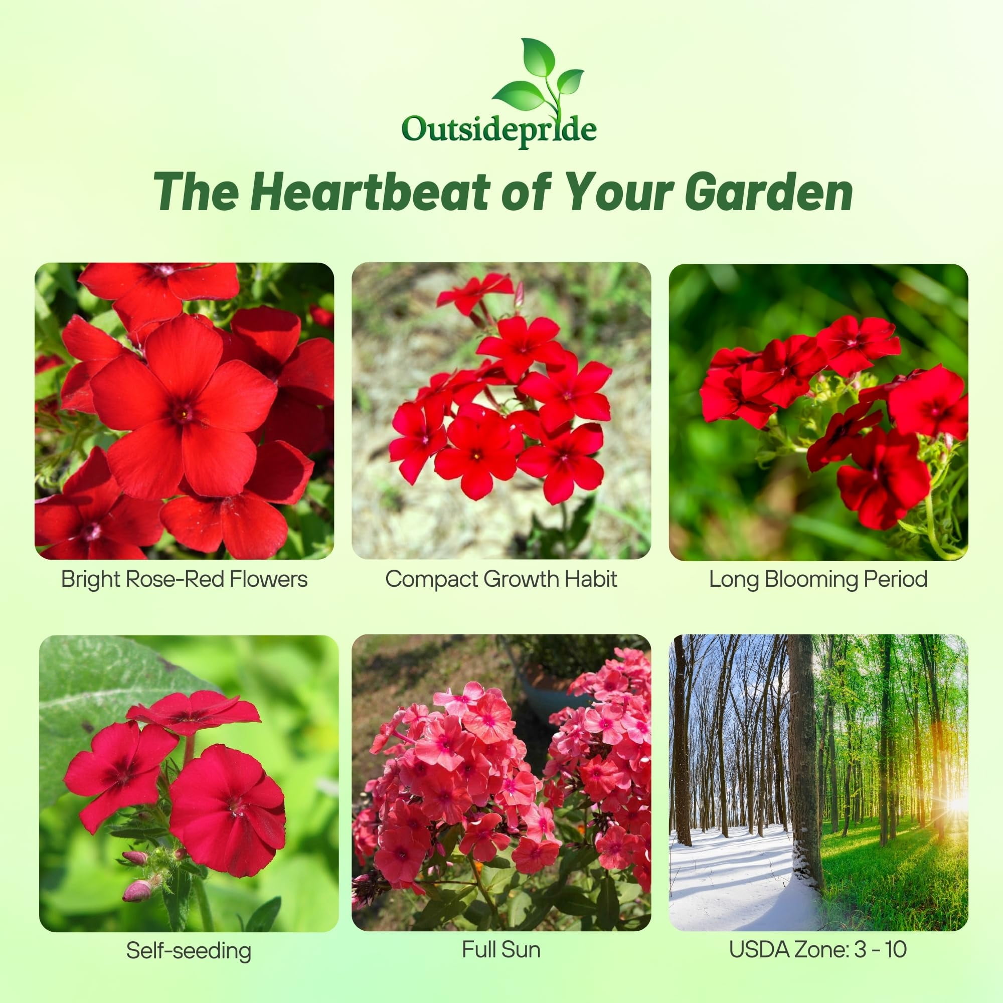 Outsidepride Scarlet Phlox AJH3 Seeds - 5000 Pcs. Annual, Compact ...