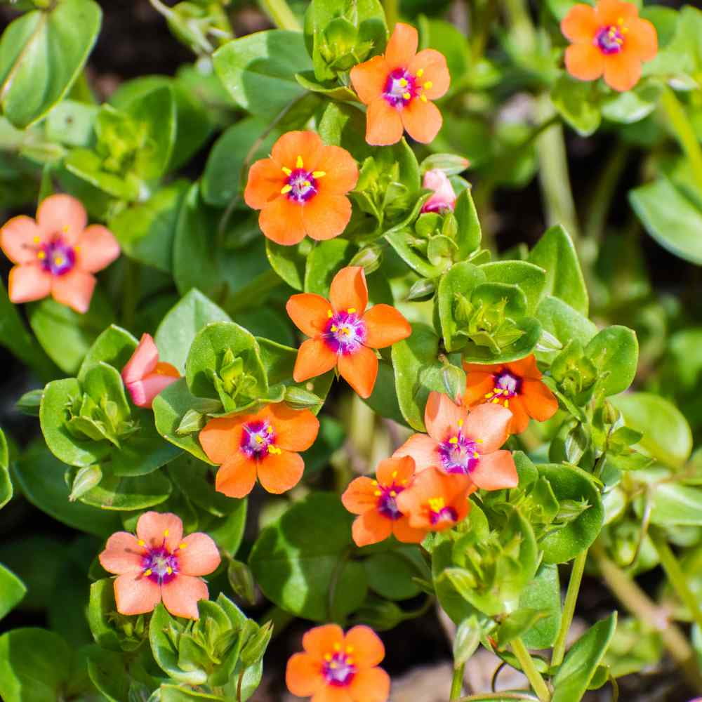 Outsidepride 10000 Scarlet Pimpernel Plant Seeds, Low-Growing Wild ...