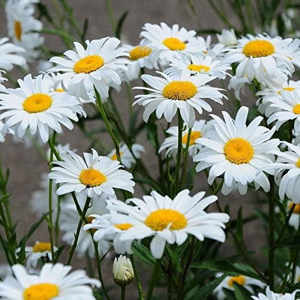 Outsidepride Shasta DaisyEGSC Chrysanthemum Seeds - 5000 Pcs. Perennial ...