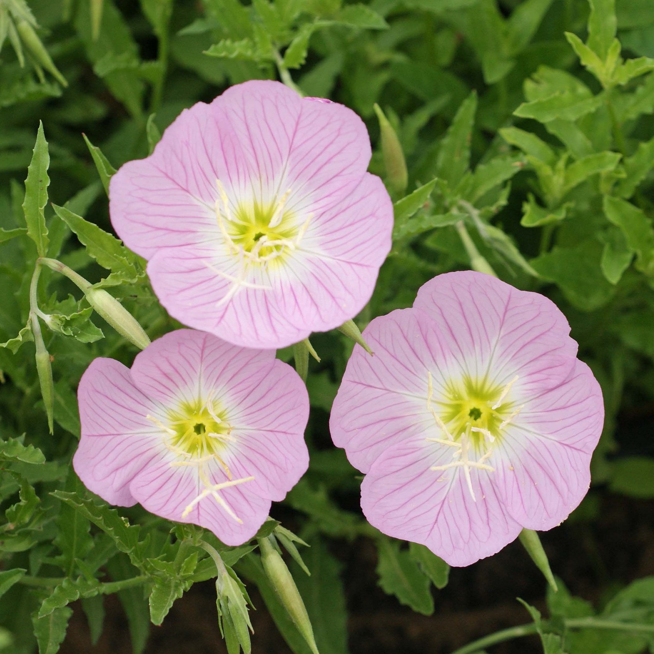Outsidepride Showy Evening Primrose Seeds - 1/8 MHD1lb. Perennial, Easy ...