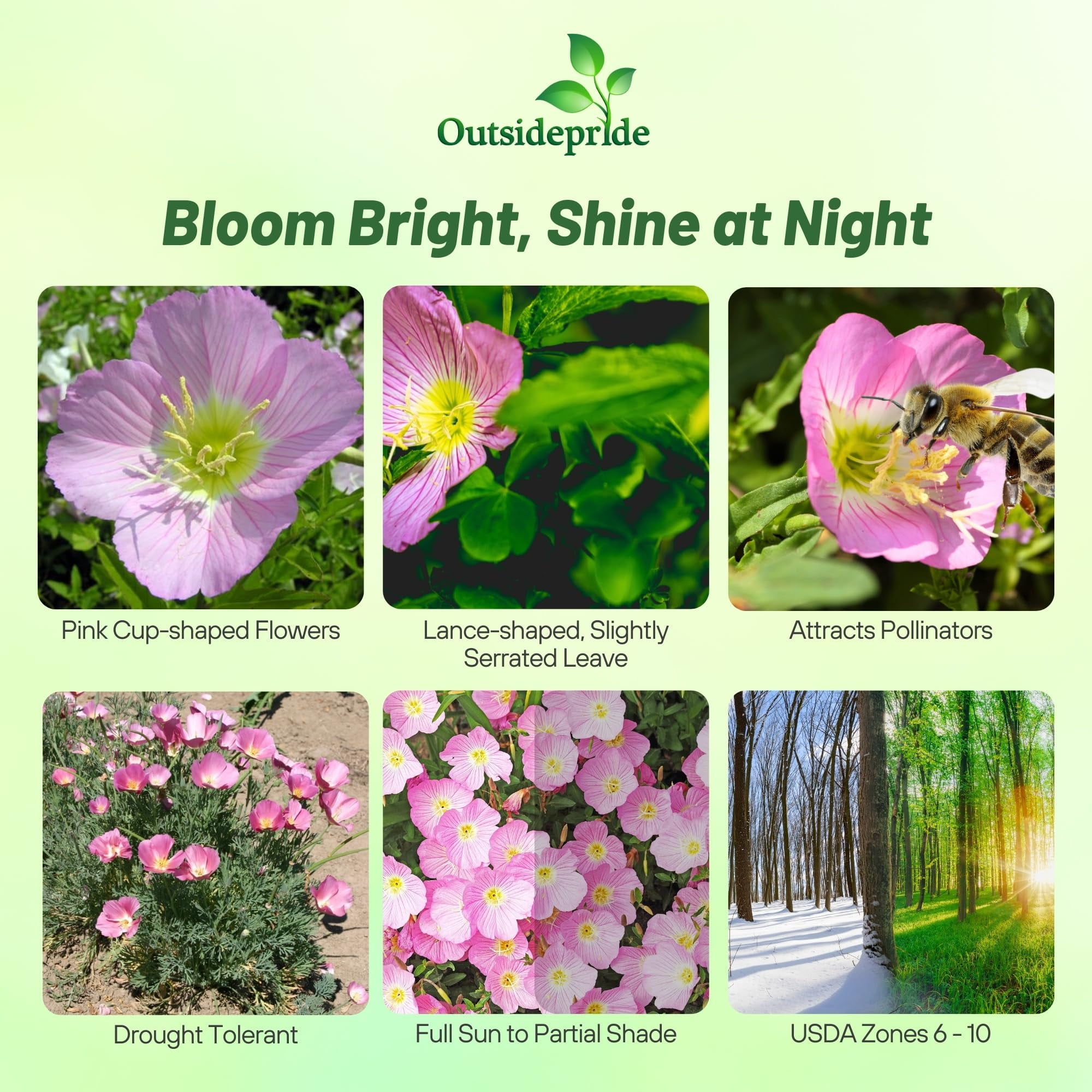 Outsidepride Showy Evening Primrose Seeds - 5000 H2FSDPcs Perennial ...
