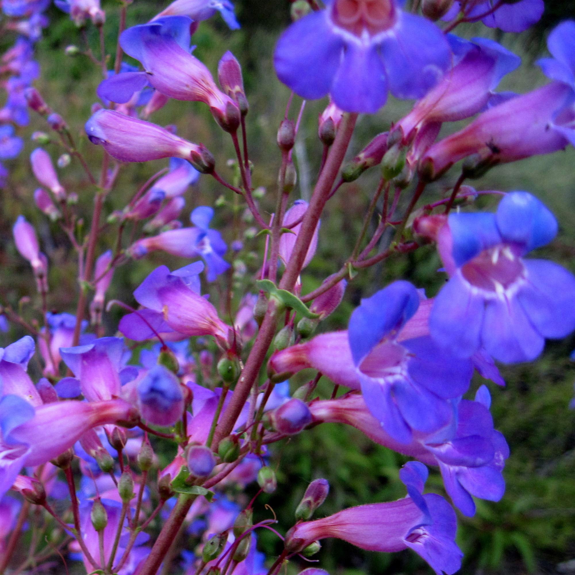 Outsidepride Showy Penstemon Seeds for Planting ZLK1 - 500 Pcs ...