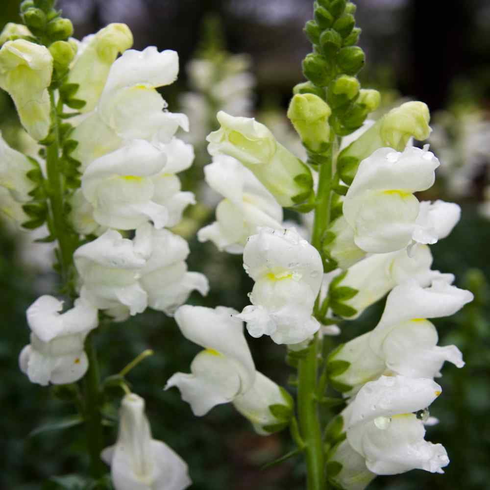 Outsidepride Snapdragon Snowflake - 10000 Seeds - Walmart.com