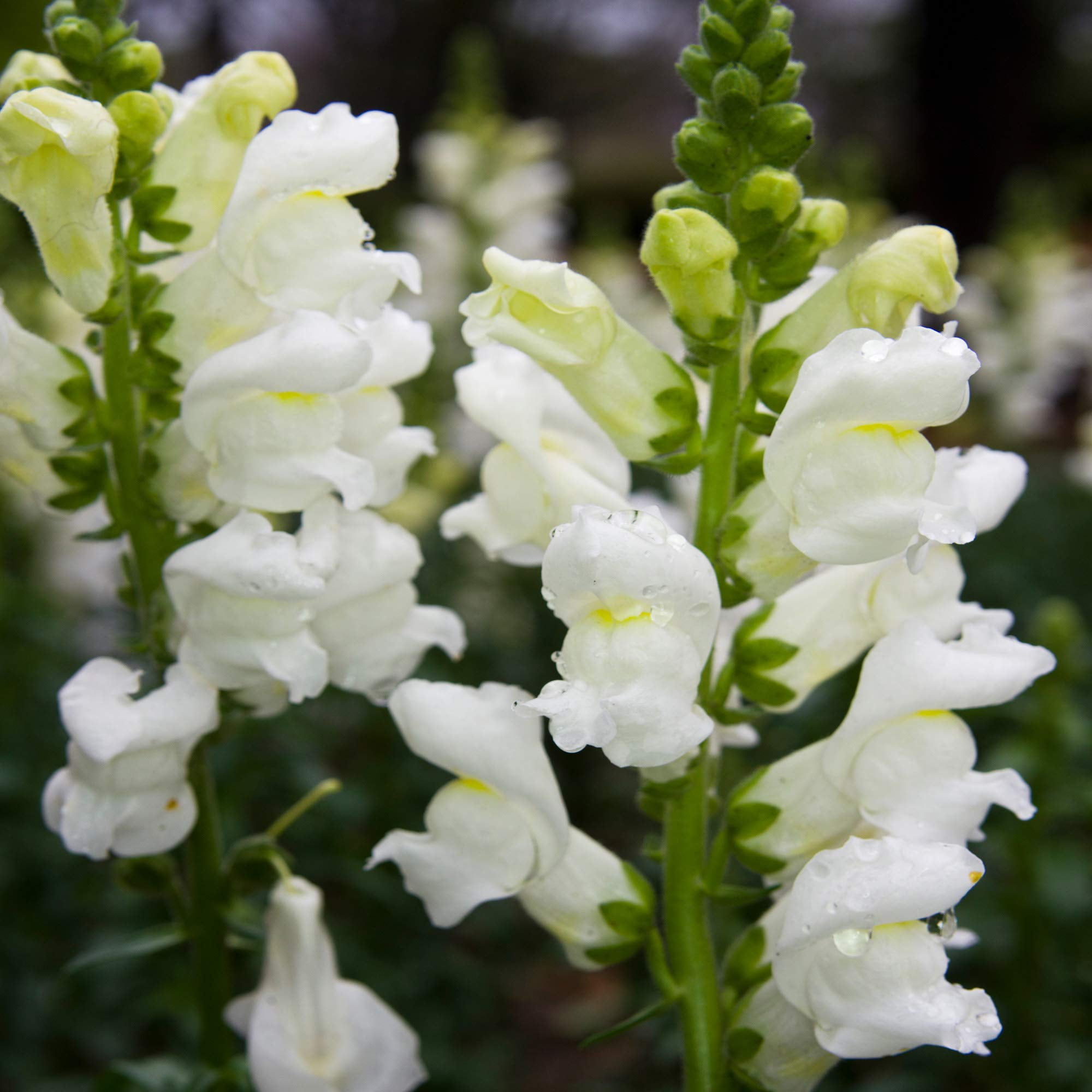 Outsidepride Snowflake Snapdragon Seeds - 5000 MVR1 Pcs Annual Flower ...