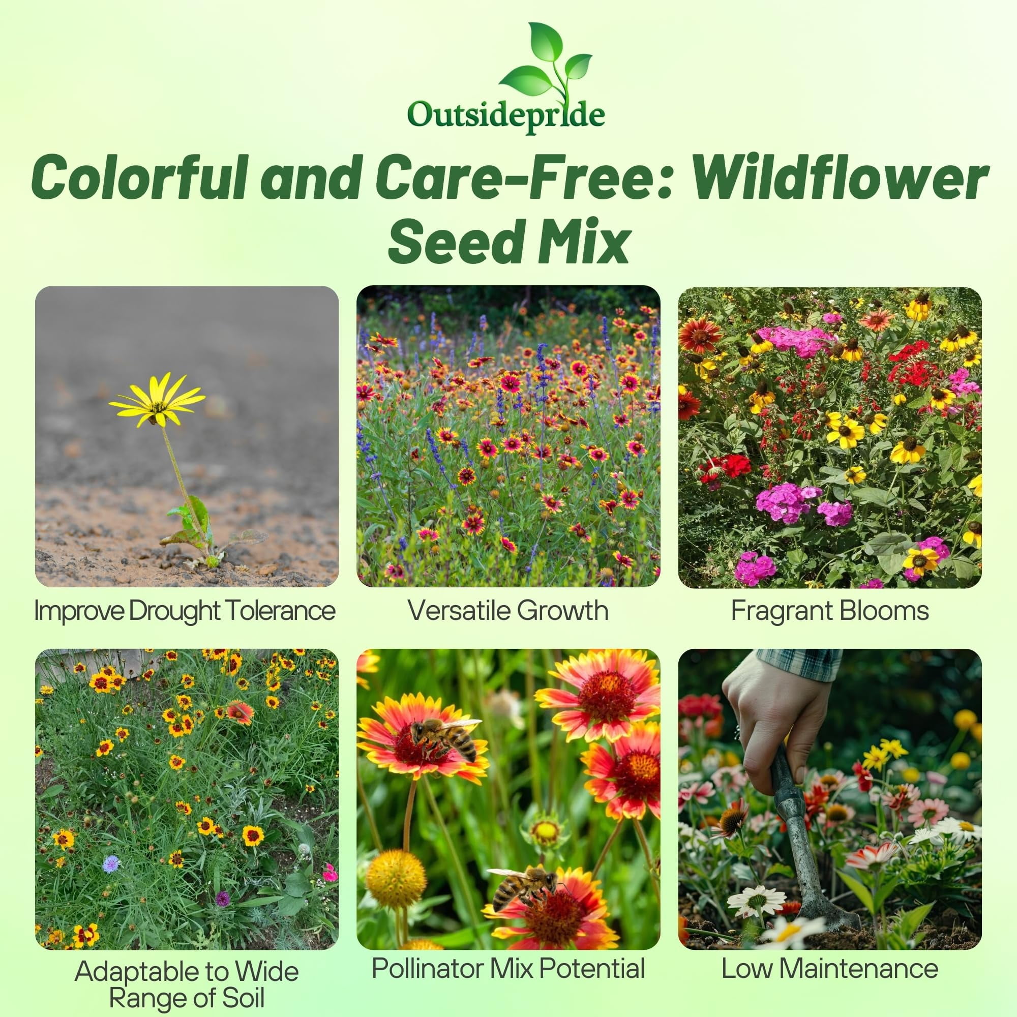 Outsidepride Southeast Wildflower AJH3 Seed Mix - 1/4 lb Highly ...