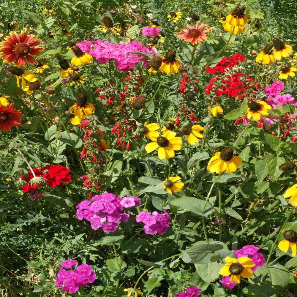 Outsidepride 5 lb. Southeast Wild Flower Seed Mix for Southeastern ...