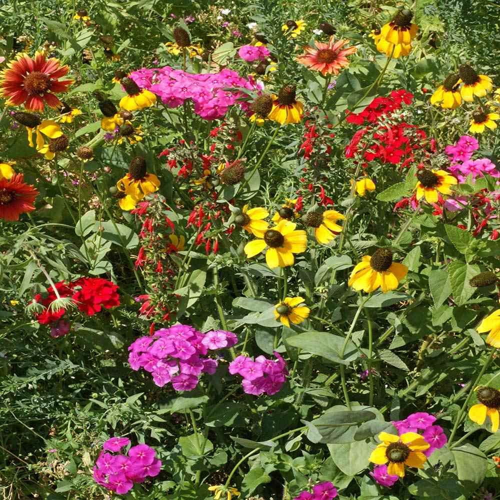 Outsidepride Southeast WildflowerUMRT Seed Mix - 1/4 lb Highly ...