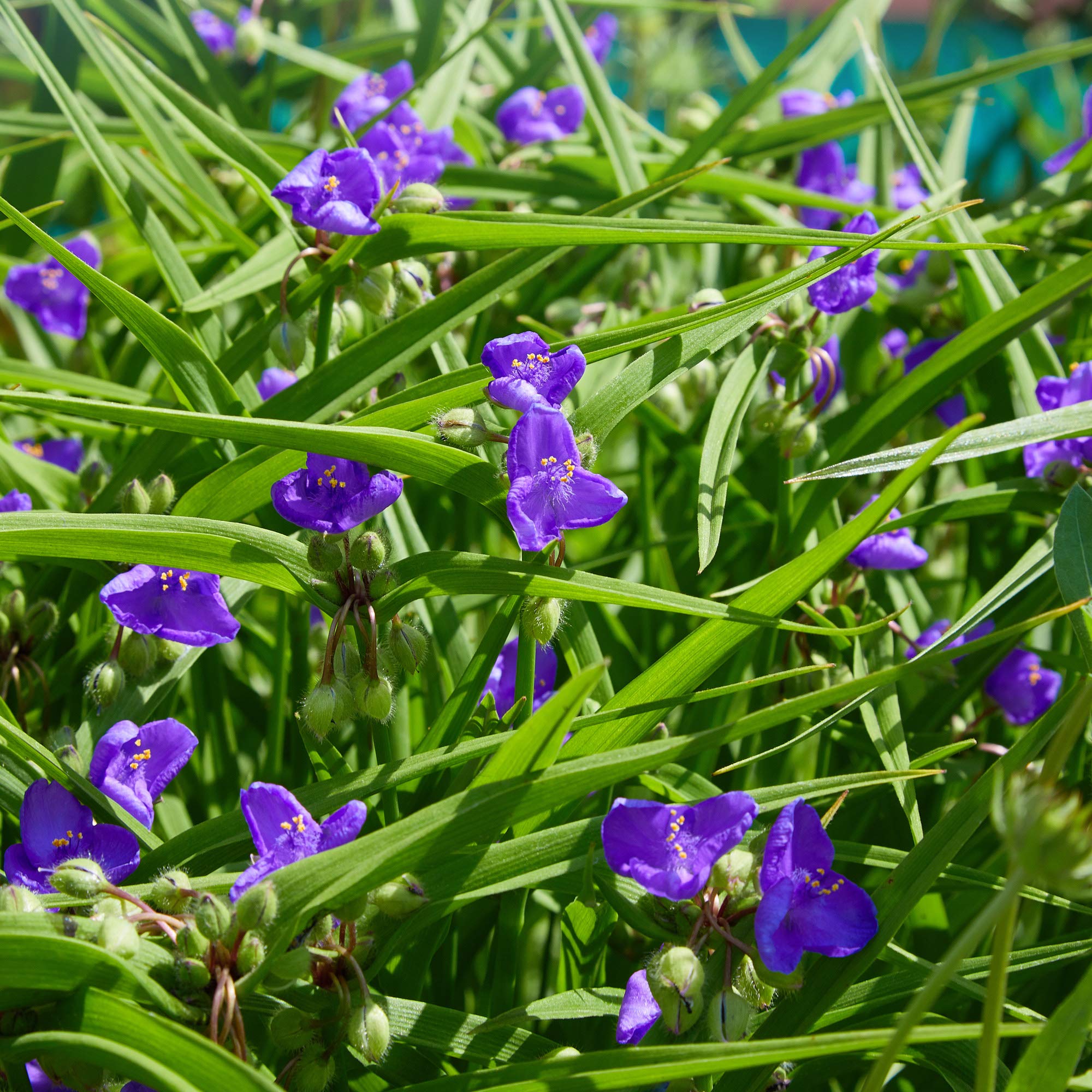 Outsidepride Spiderwort Seeds - 1000 Pcs. Perennial, MHD1Drought ...