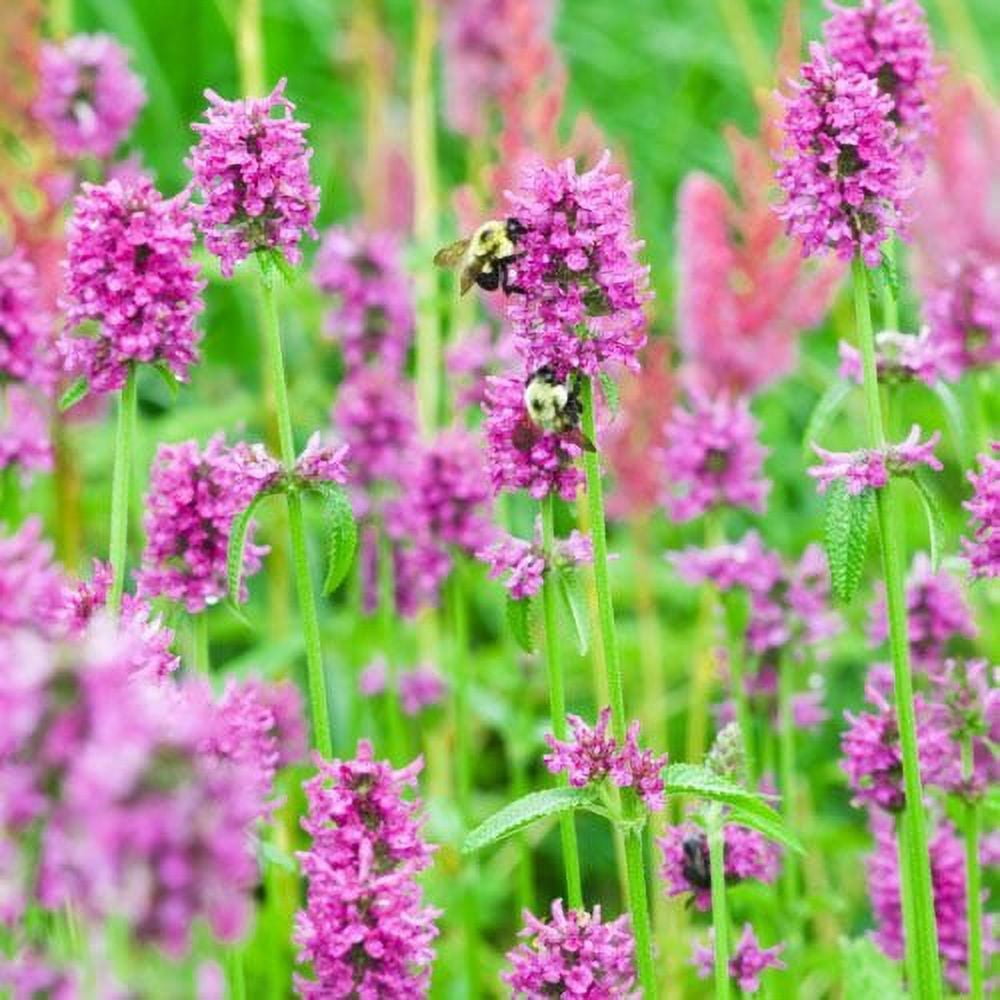 Outsidepride Stachys Officinalis Wood Purple Betony Bishopswort ...