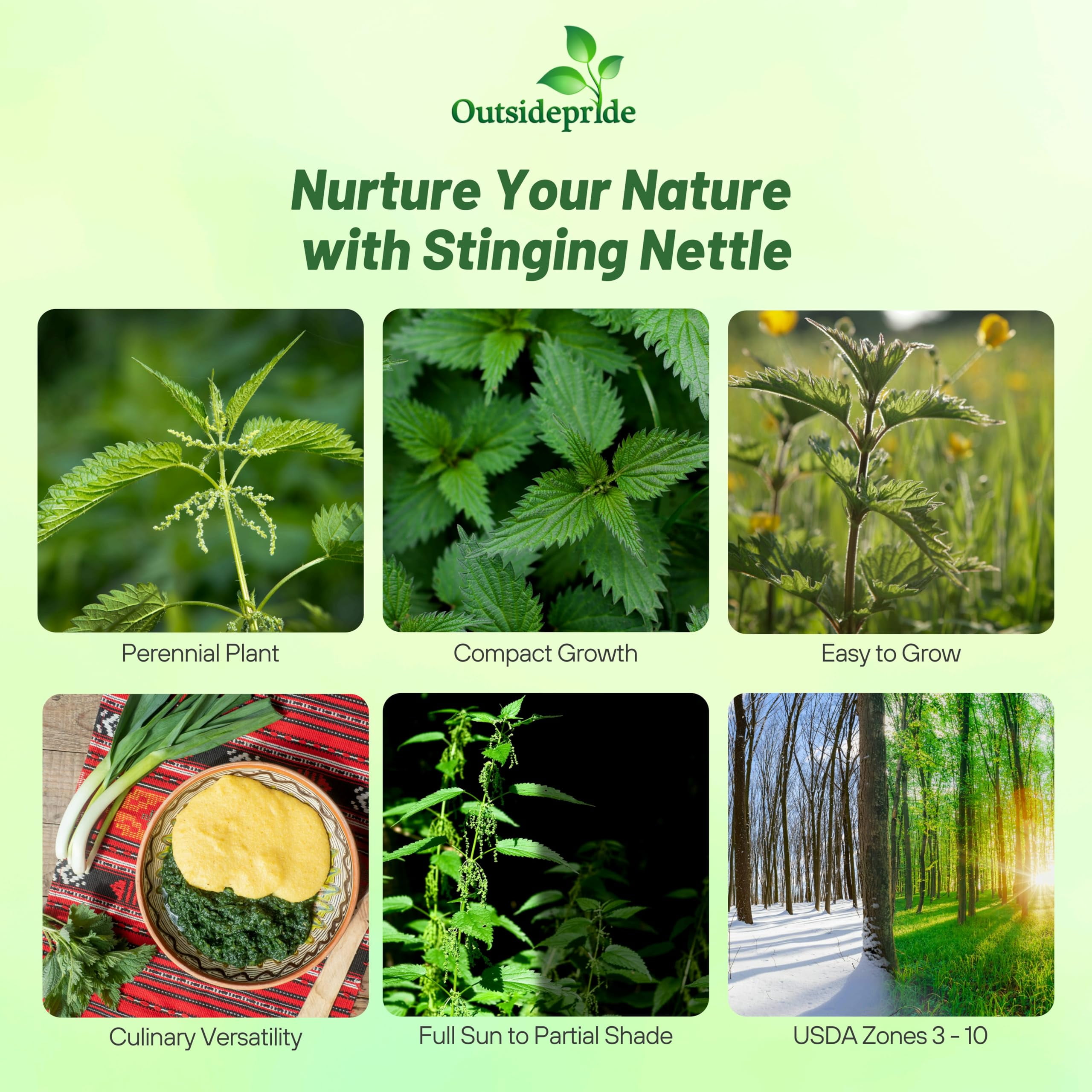 Outsidepride Stinging Nettle Seeds - 10000 Pcs H2FSDPerennial and Herb ...