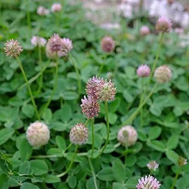 Seedville 1,500 Red Clover 'Trifolium Pratense' Plant Seeds - Walmart.com