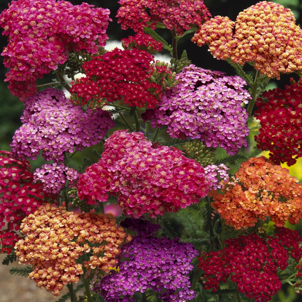 Outsidepride Summer Berries 2000 Achillea Yarrow Plant Seeds, Deer ...