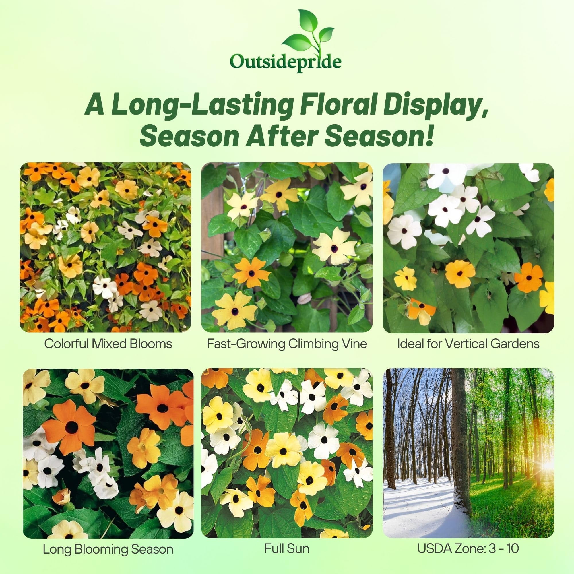 Outsidepride Sunrise Mix AJH3 Thunbergia Black Eyed Susan Seeds - 100 ...