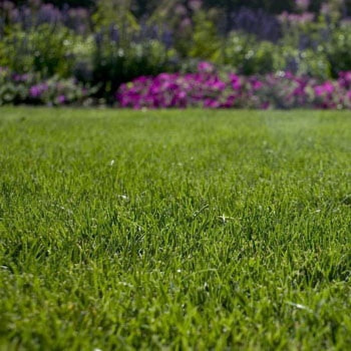 Outsidepride Supreme 5 lbs Kentucky Bluegrass Lawn Seed Blend, Dark ...