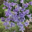 Lavender Bellflower Seeds for Planting (50 Seeds) - Campanula Medium ...