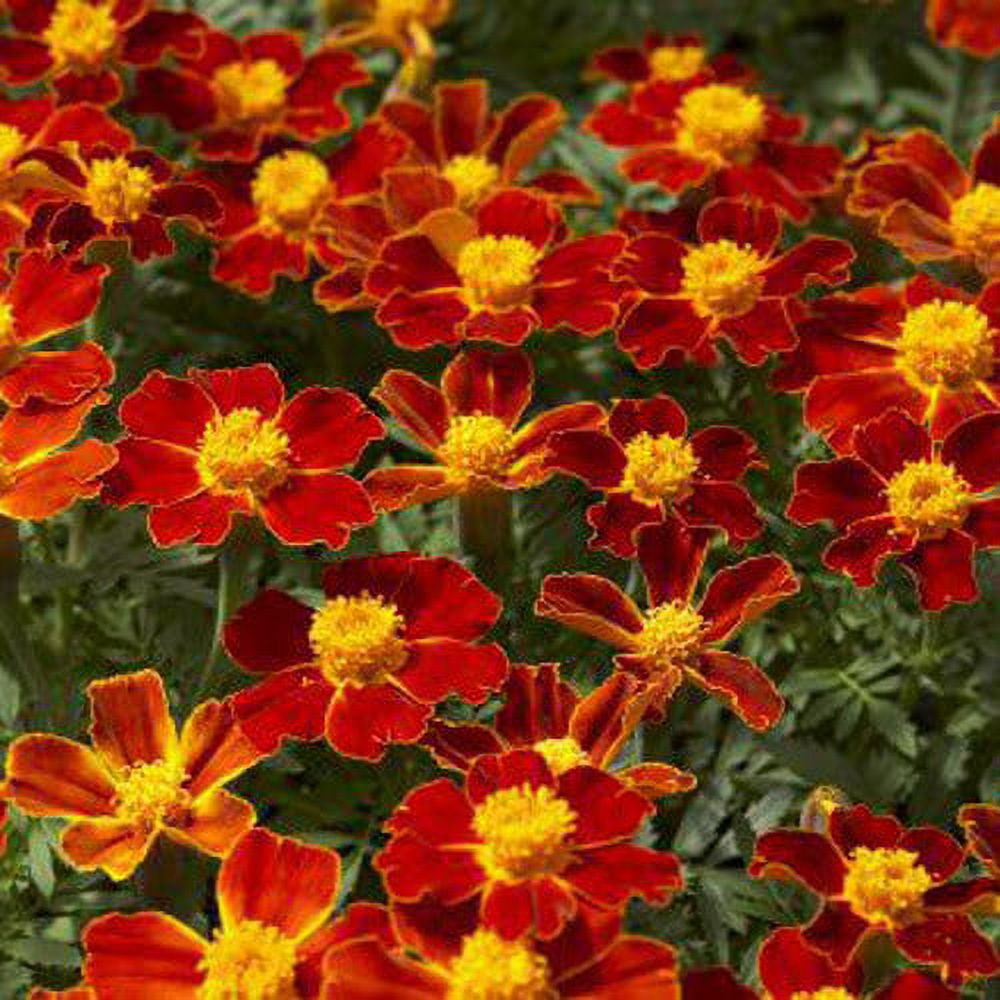 Outsidepride Tagetes Patula Disco Red French Marigold Flower Seed - 400 ...
