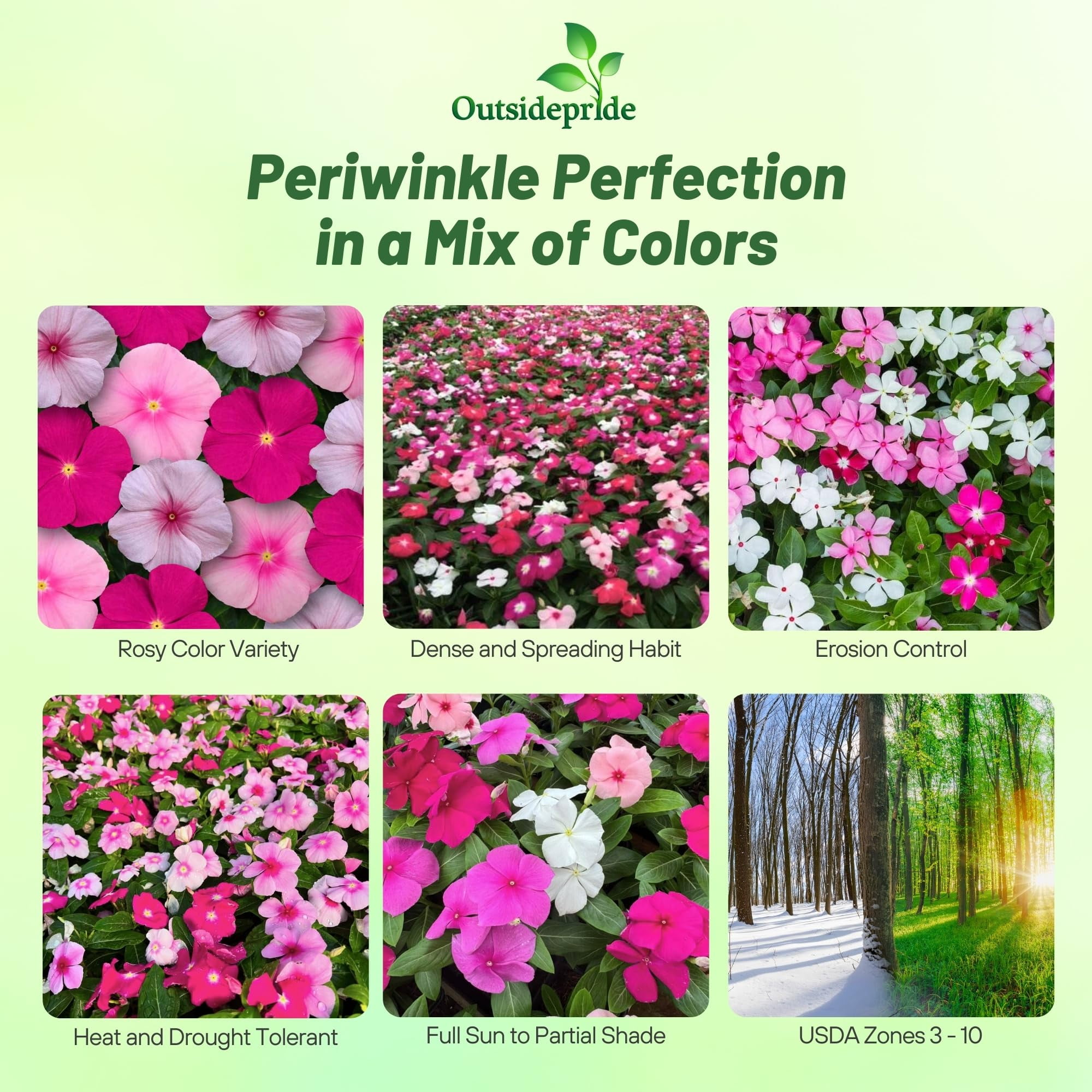 Outsidepride Titan Bubble AJH3 Gum Mix Periwinkle Seeds for Planting ...