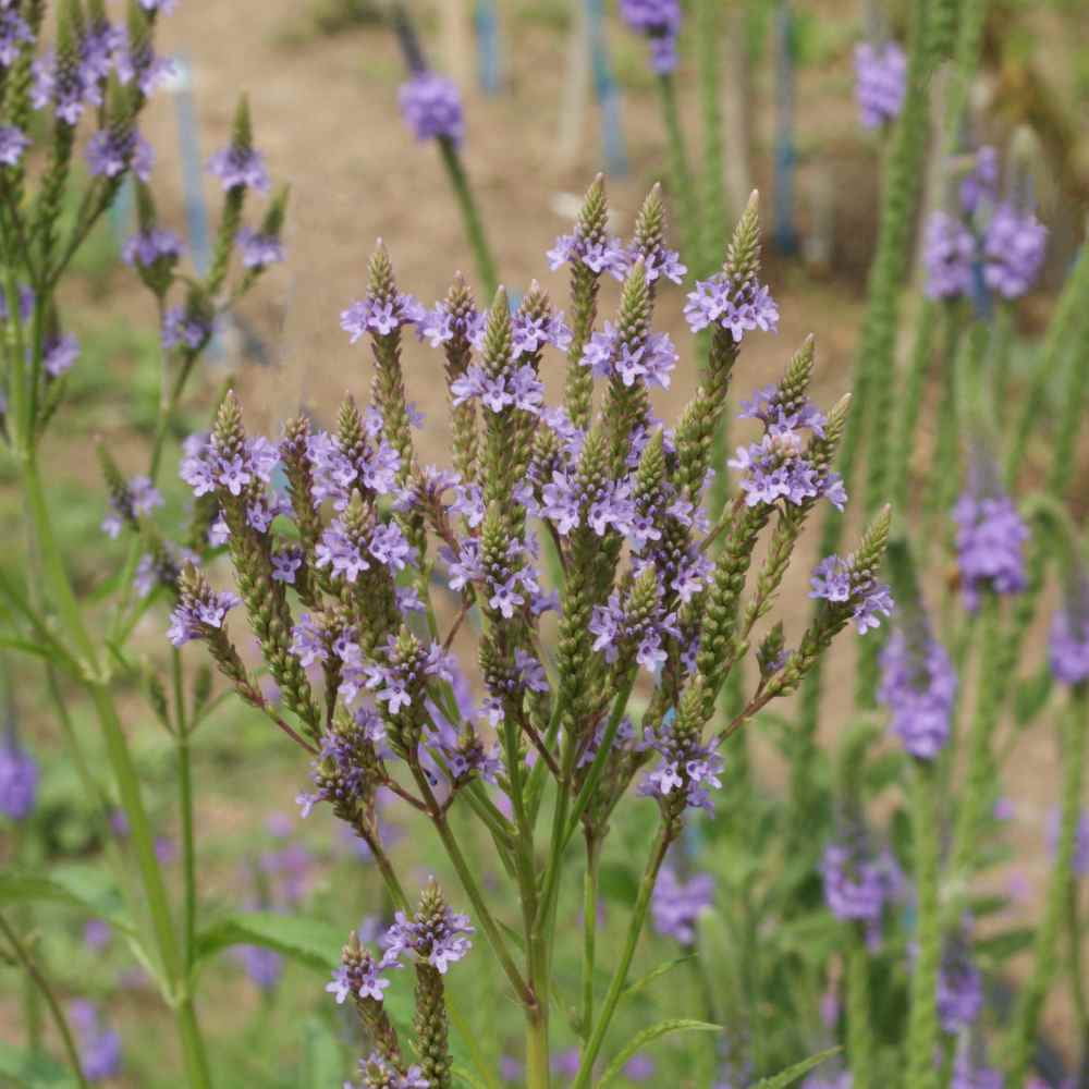 Outsidepride 10000 Blue Vervain Plant Seeds, Violet Blue Blooms Deer ...