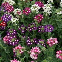 Outsidepride Mediterranean XP Vinca Flower Seed Mix - 100 Seeds ...