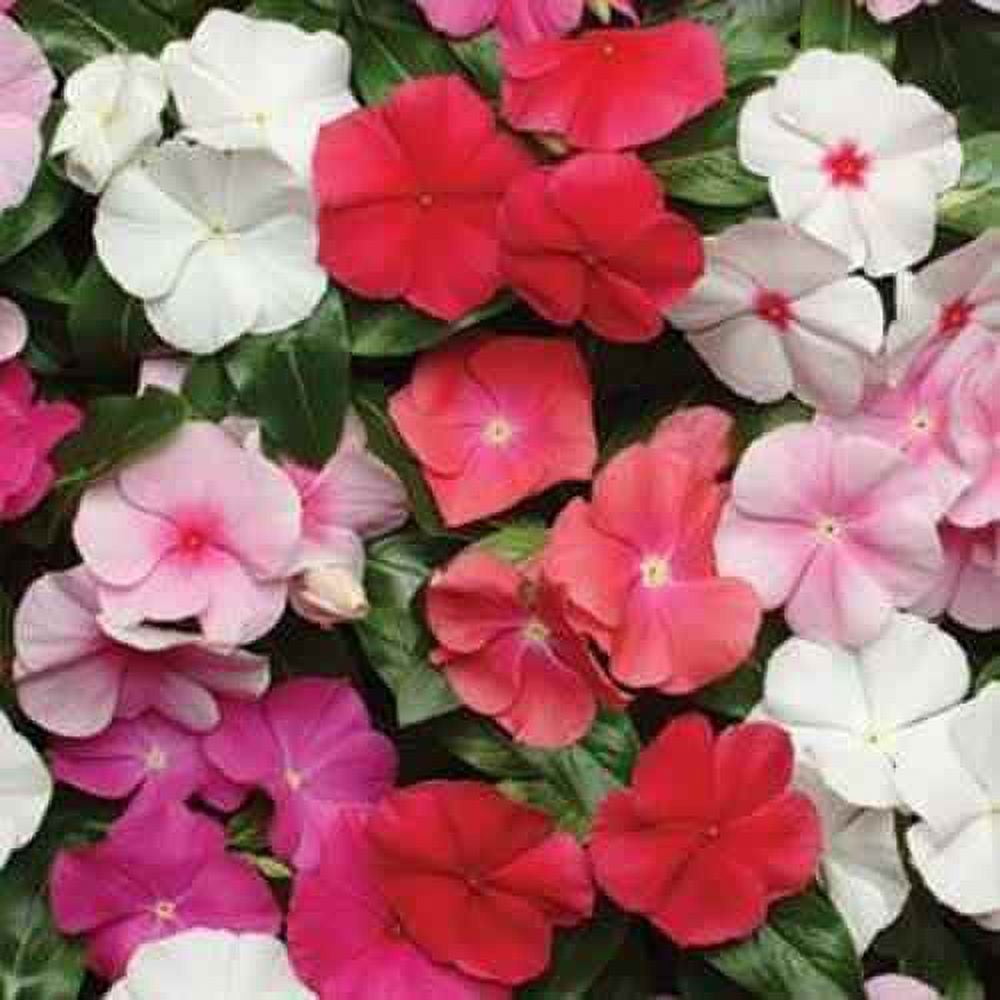 Outsidepride Vinca Pacifica XP Flower Seed Mix - 200 Seeds - Walmart.com