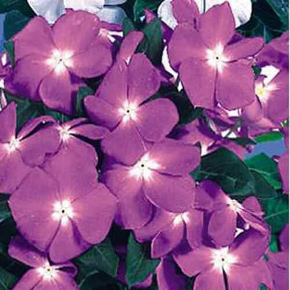Outsidepride Vinca Victory Lavender Flower Seeds - 200 Seeds - Walmart.com