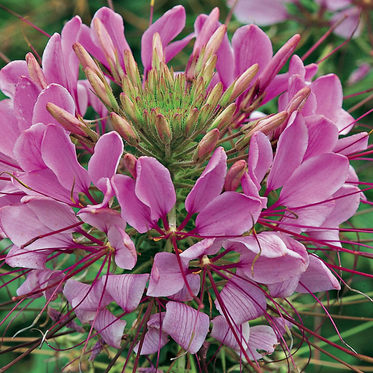 Outsidepride Violet Cleome - 1000 ZLK1 Pcs Annual Flower with Large ...