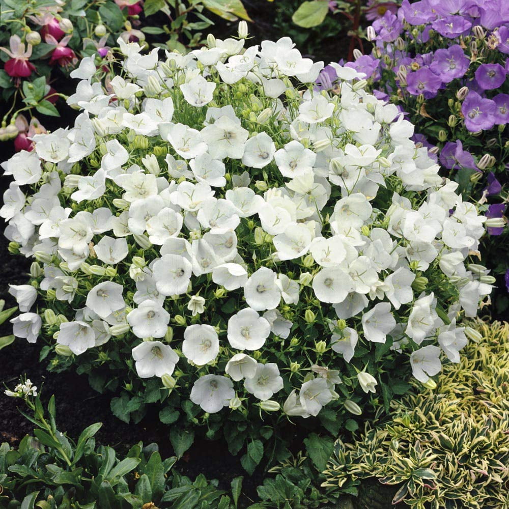 Outsidepride White Bellflower Seeds for Planting ITL1 - 5000 Pcs ...
