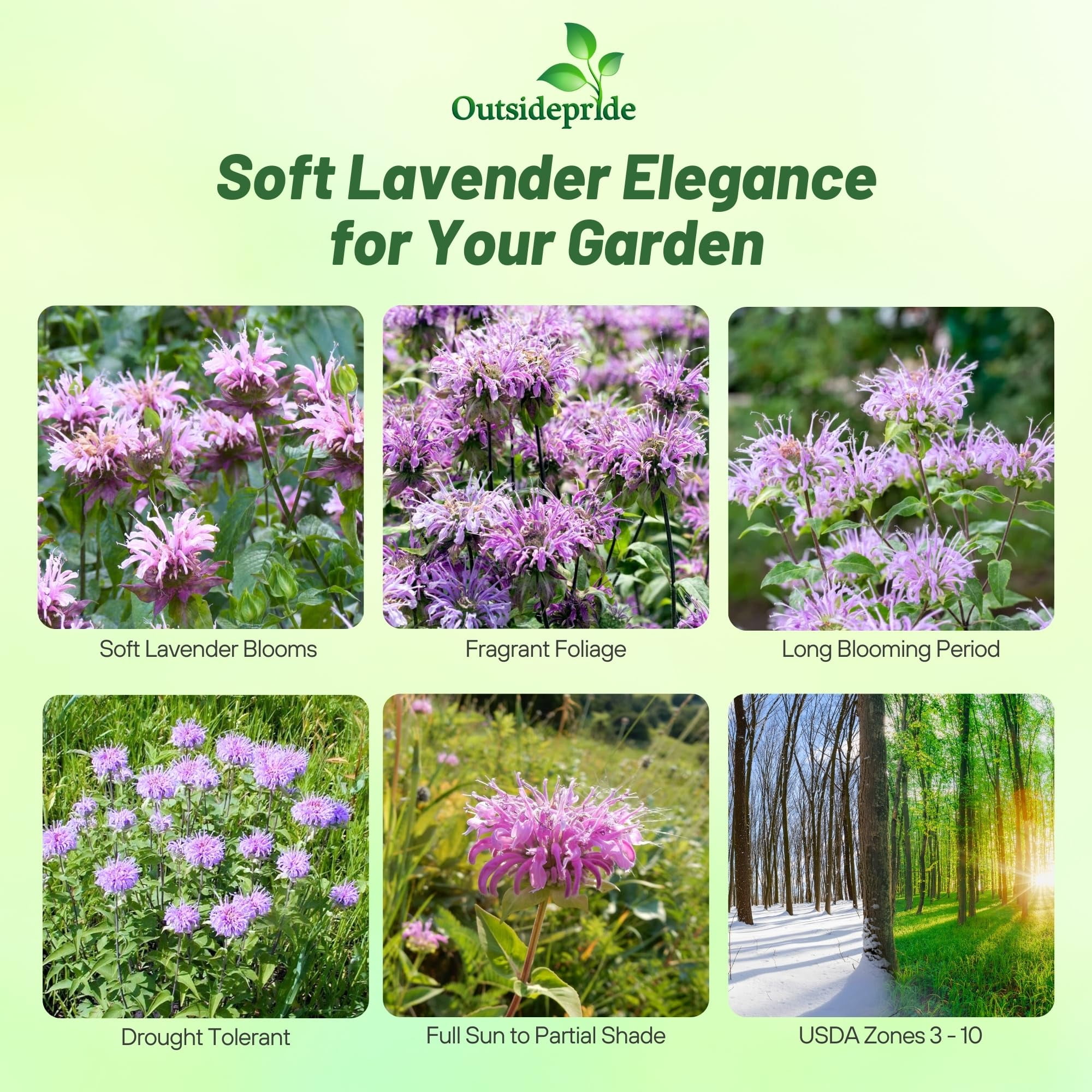 Outsidepride Wild Bergamot Seeds - 1000 Pcs H2FSDPerennial, Easy Grow & Pollinator Friendly ...