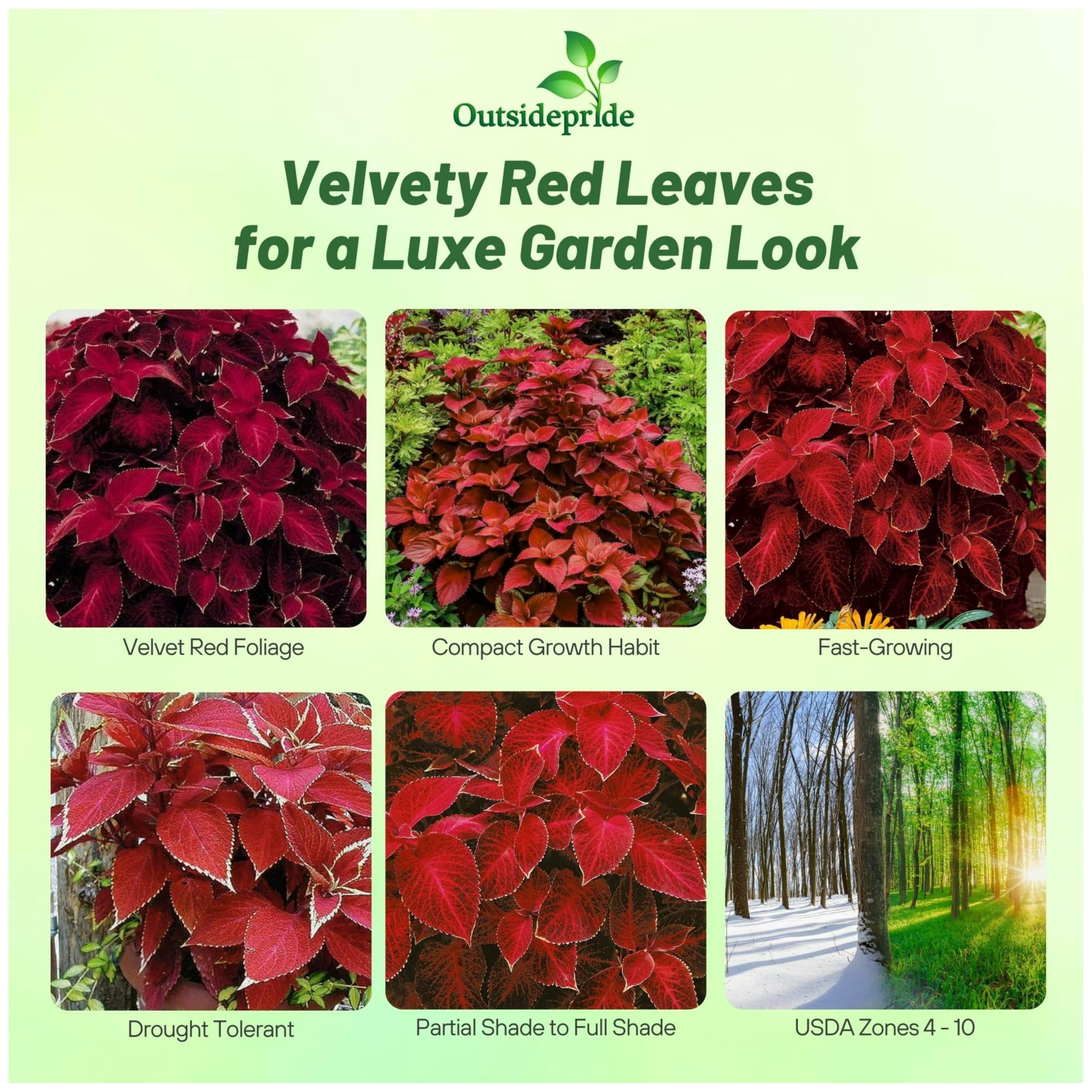 Outsidepride Wizard Velvet Red Coleus Seeds for H2FSDPlanting - 100 Pcs ...