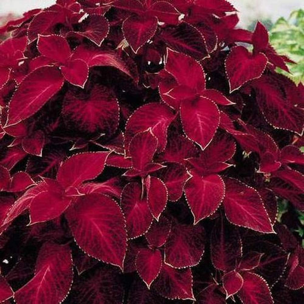Outsidepride Wizard Velvet TWE5 Red Coleus Seeds for Planting - 100 Pcs ...