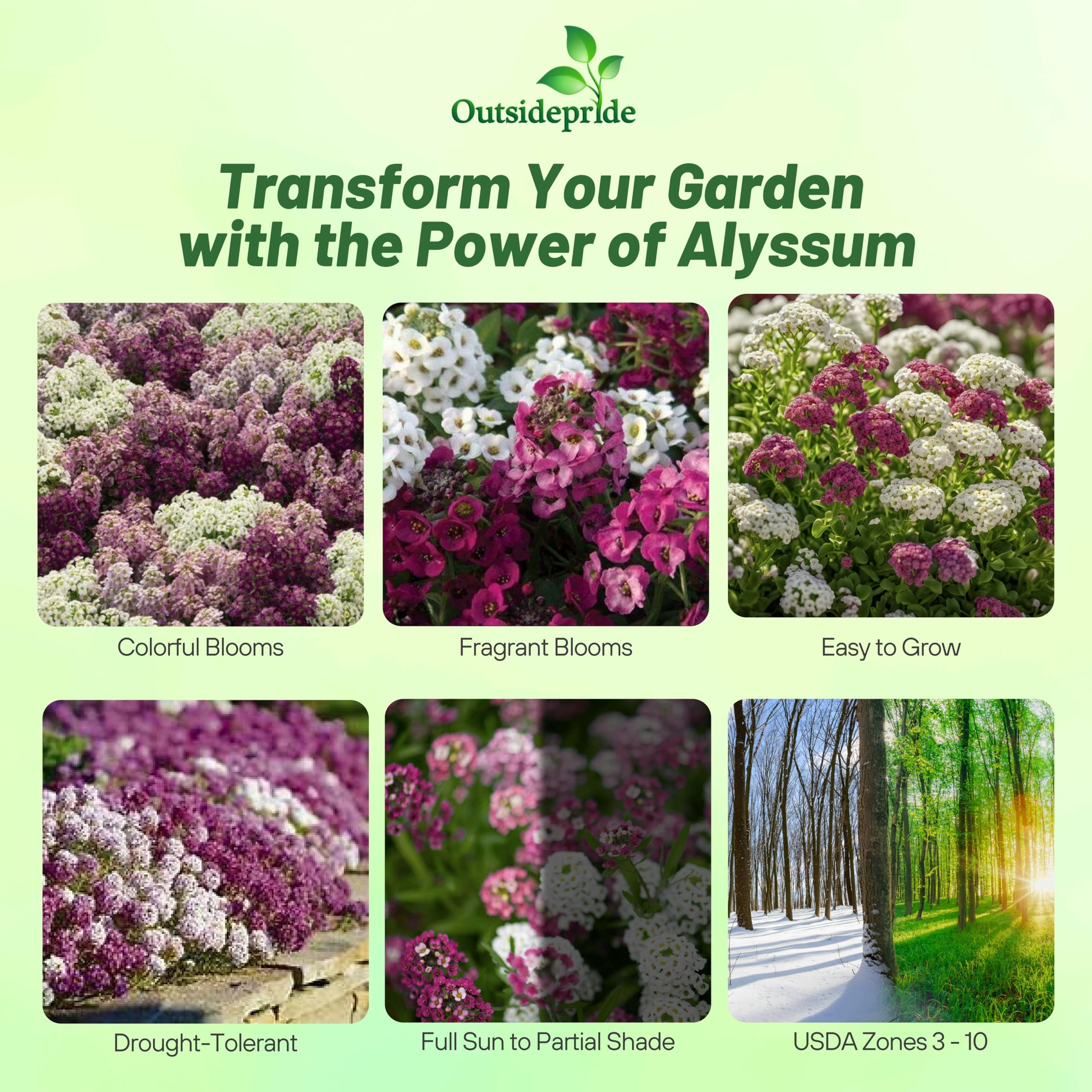 Outsidepride Wonderland Mulberry Mix Alyssum Seeds - H2FSD1000 Pcs ...