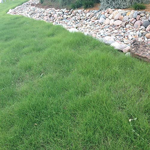 Outsidepride Xeriscape Native Prairie Grass Seed MVR1 Mix - 1 Warm ...