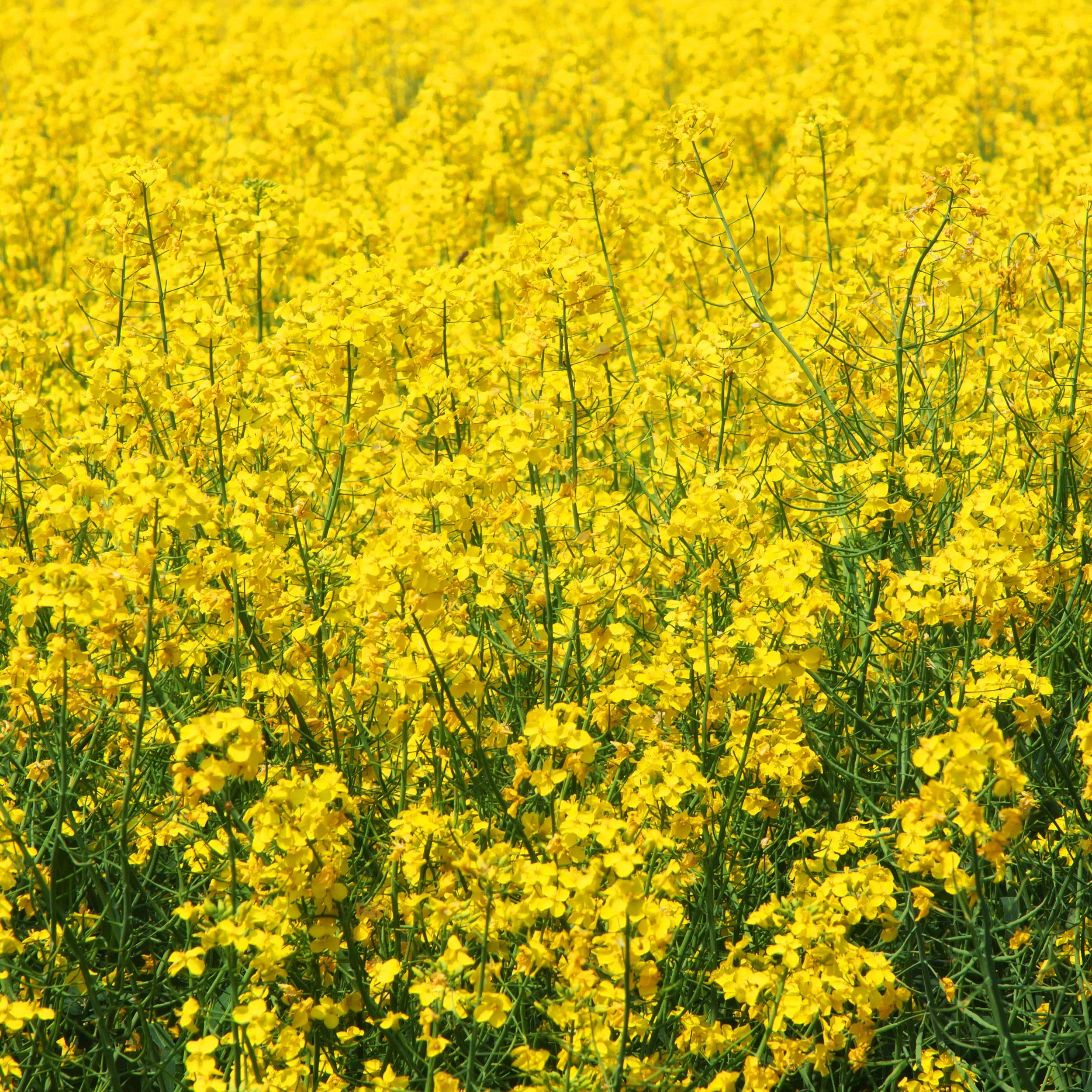 Outsidepride Yellow Mustard Seeds - 5000 Pcs MHD1Nutrient-Rich ...