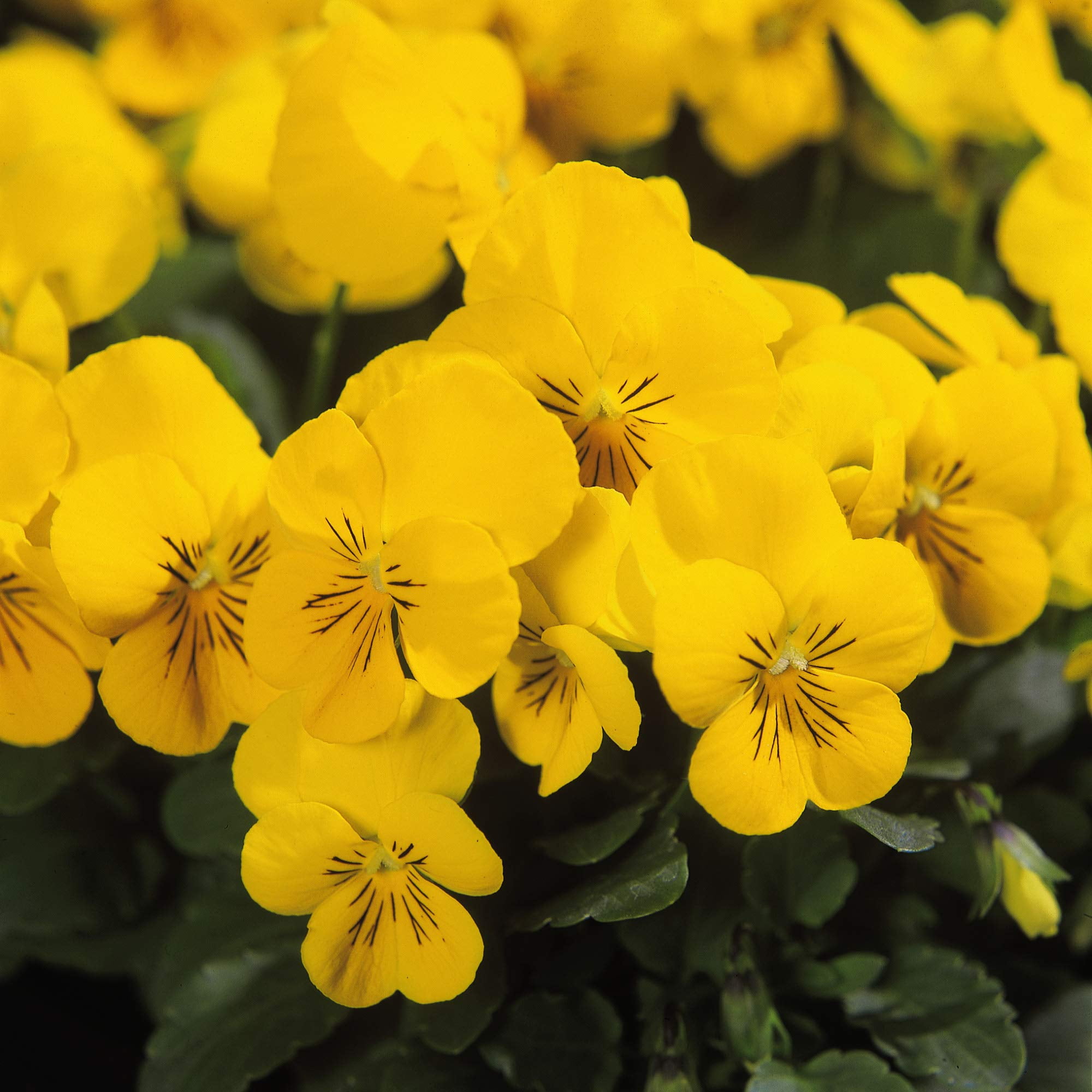 Outsidepride Yellow Perfection Viola Pansy Seeds NSD3 for Planting - Pcs. Perennial, Cold-Hardy ...