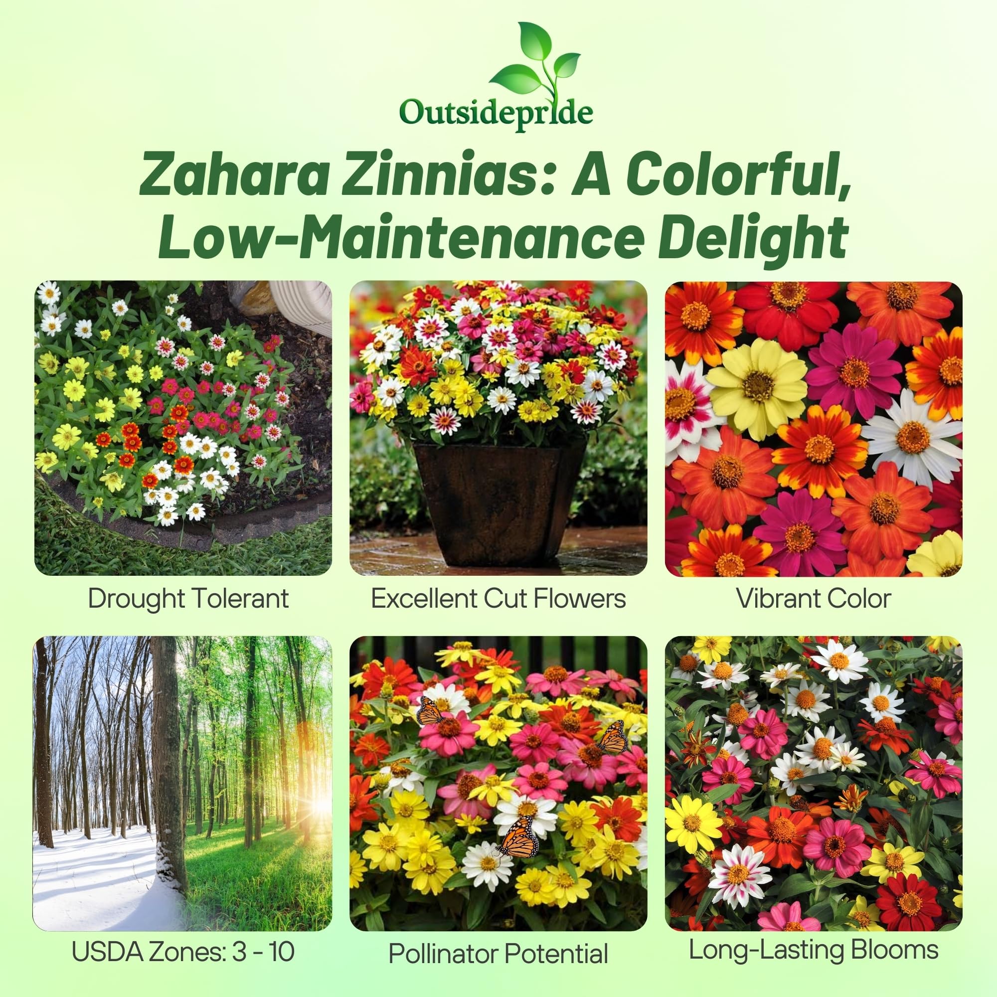 Outsidepride Zahara Mix AJH3 Zinnia Seeds - 50 Pcs Annual, Heat ...