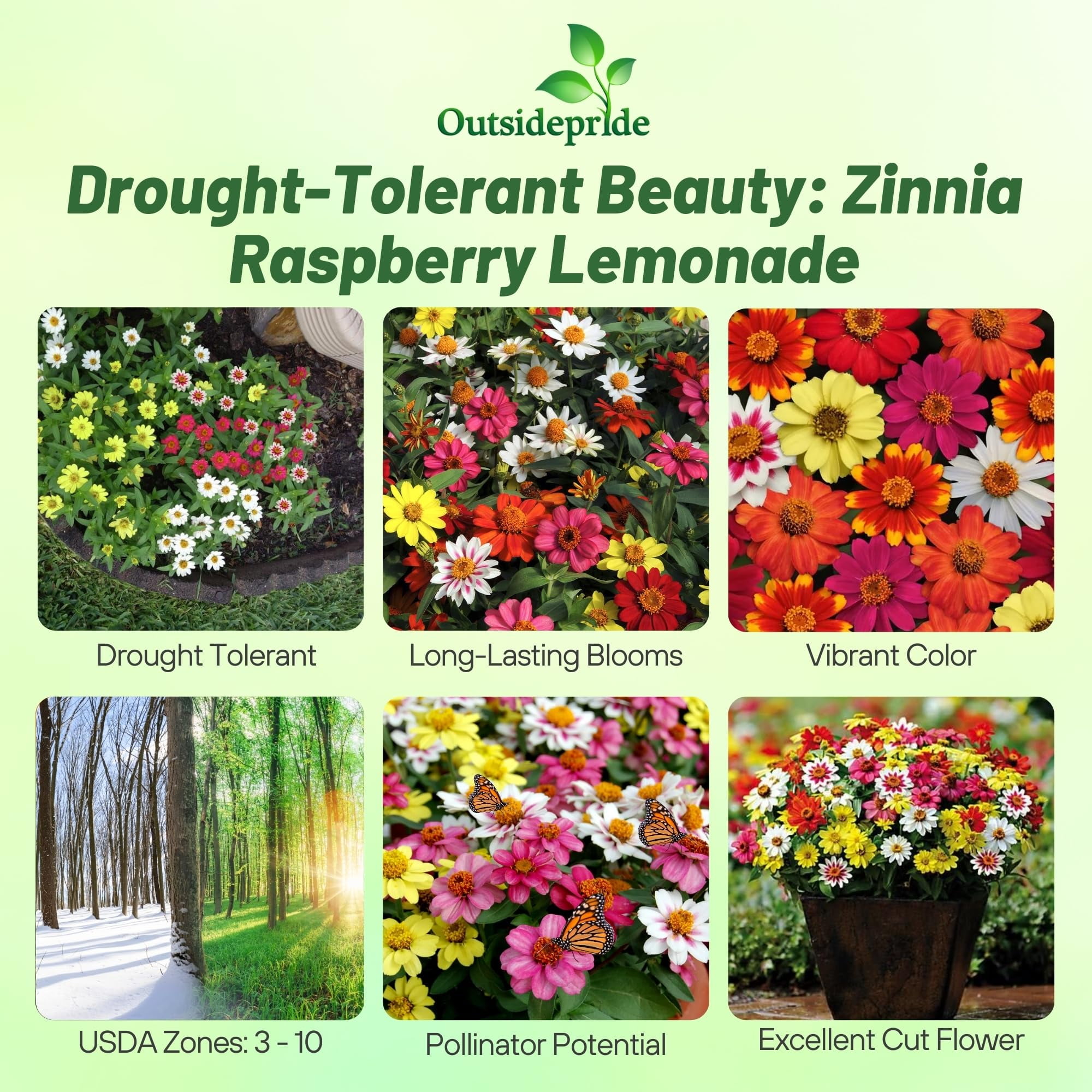 Outsidepride Zahara Raspberry AJH3 Lemonade Mix Zinnia Seeds - 50 Pcs ...