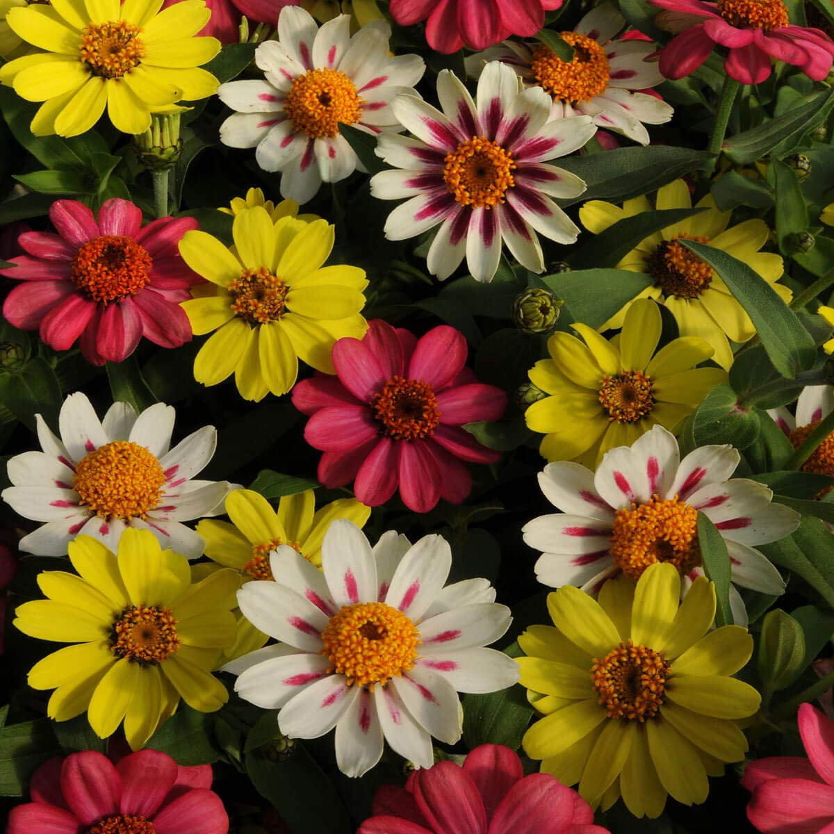 Outsidepride Zahara Raspberry Lemonade Mix Zinnia MVR1 Seeds - 50 Pcs ...